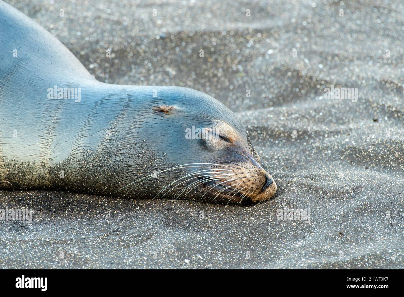 Photograph of a Galapagos sea lion (Zalophus wollebaeki) at Puerto Egas ...