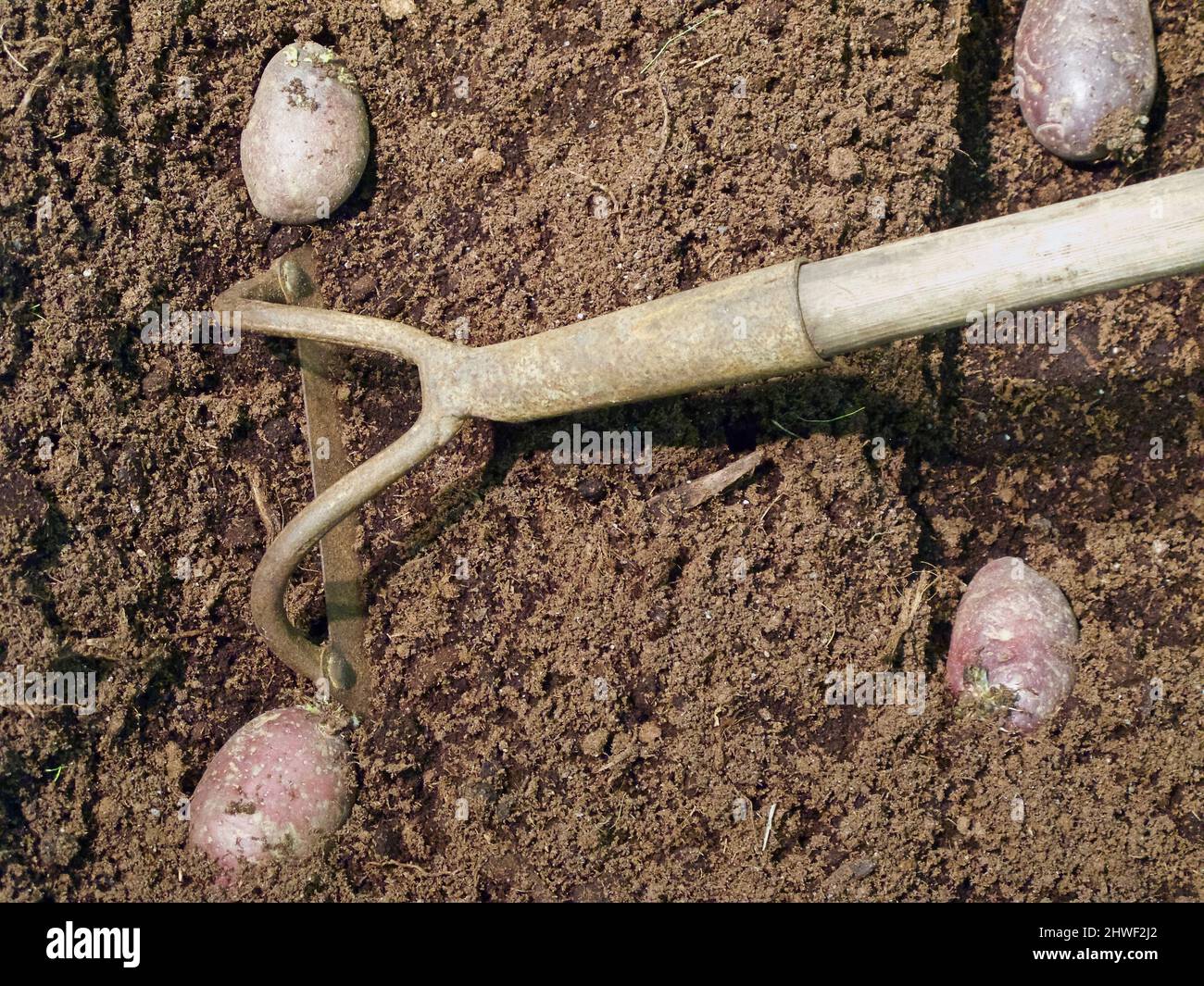 Red seed potato and hoe in humus soil in vegetable garden Stock Photo ...