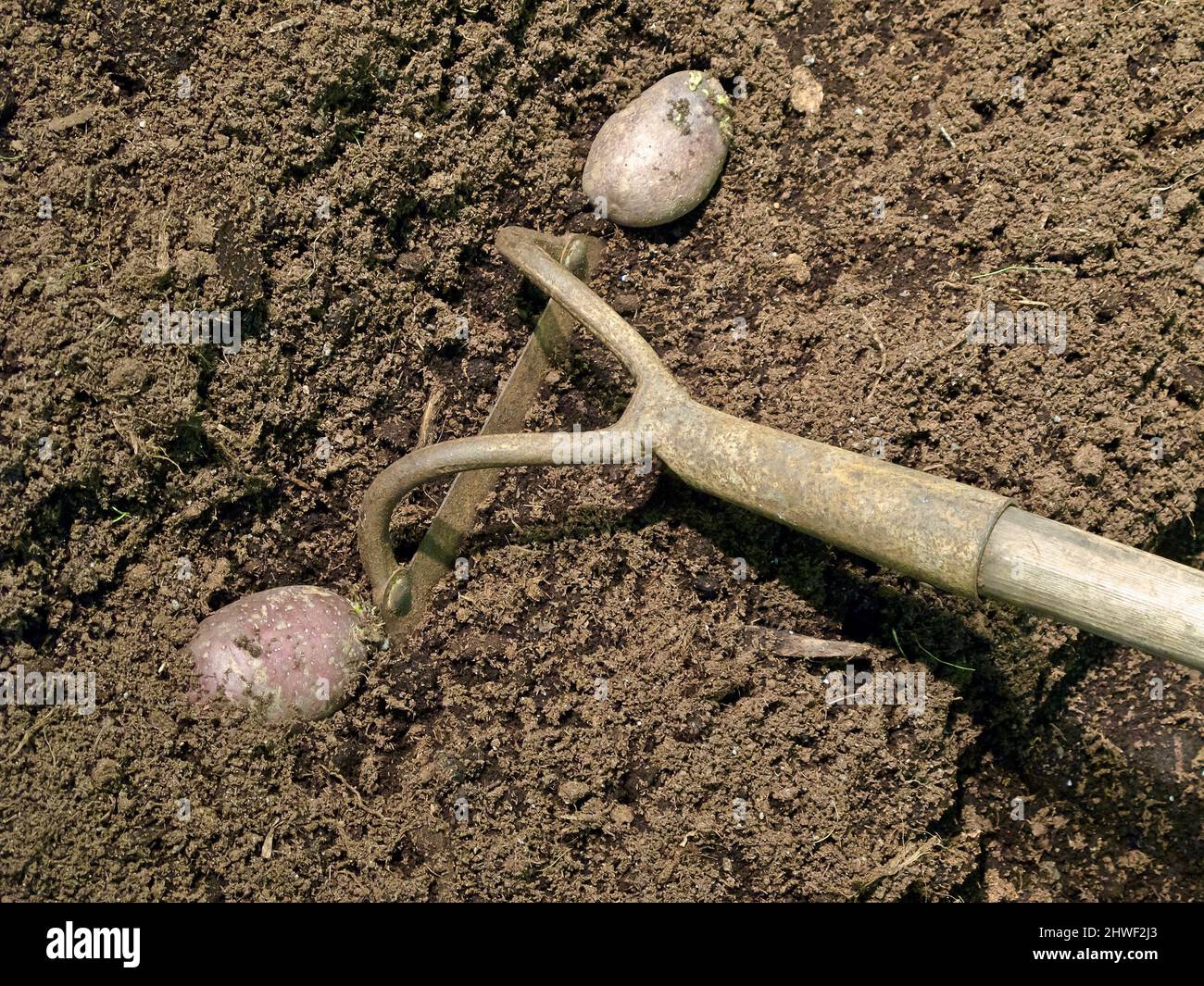 Red seed potato and hoe in humus soil in vegetable garden Stock Photo ...