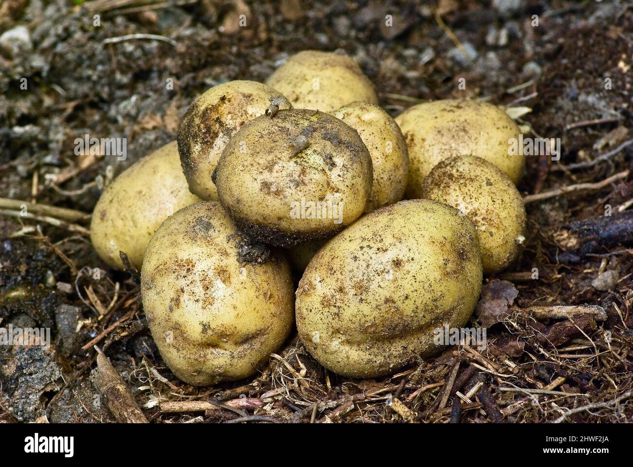 Unwashed potato hi-res stock photography and images - Alamy