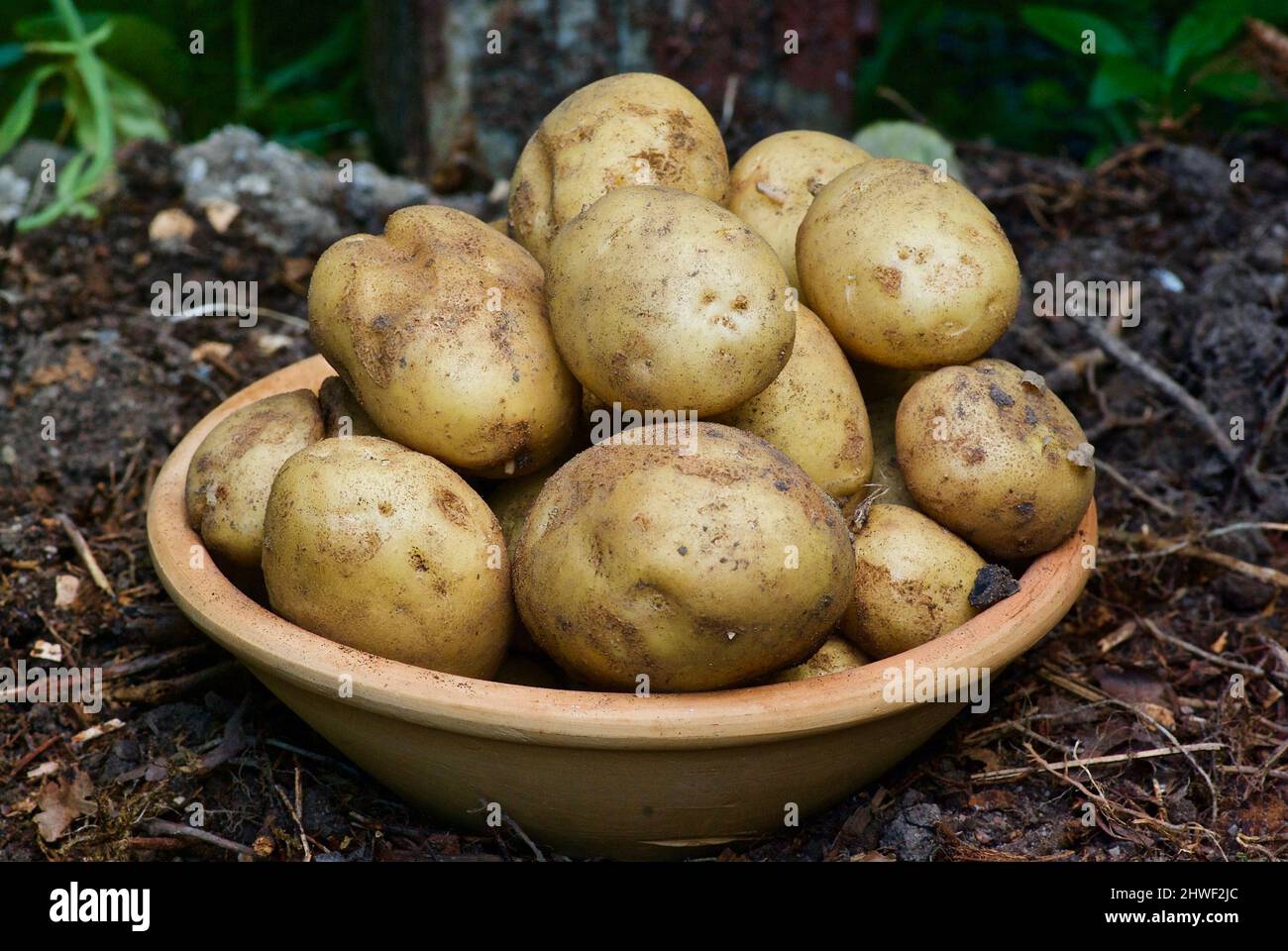 Unwashed potato hi-res stock photography and images - Alamy