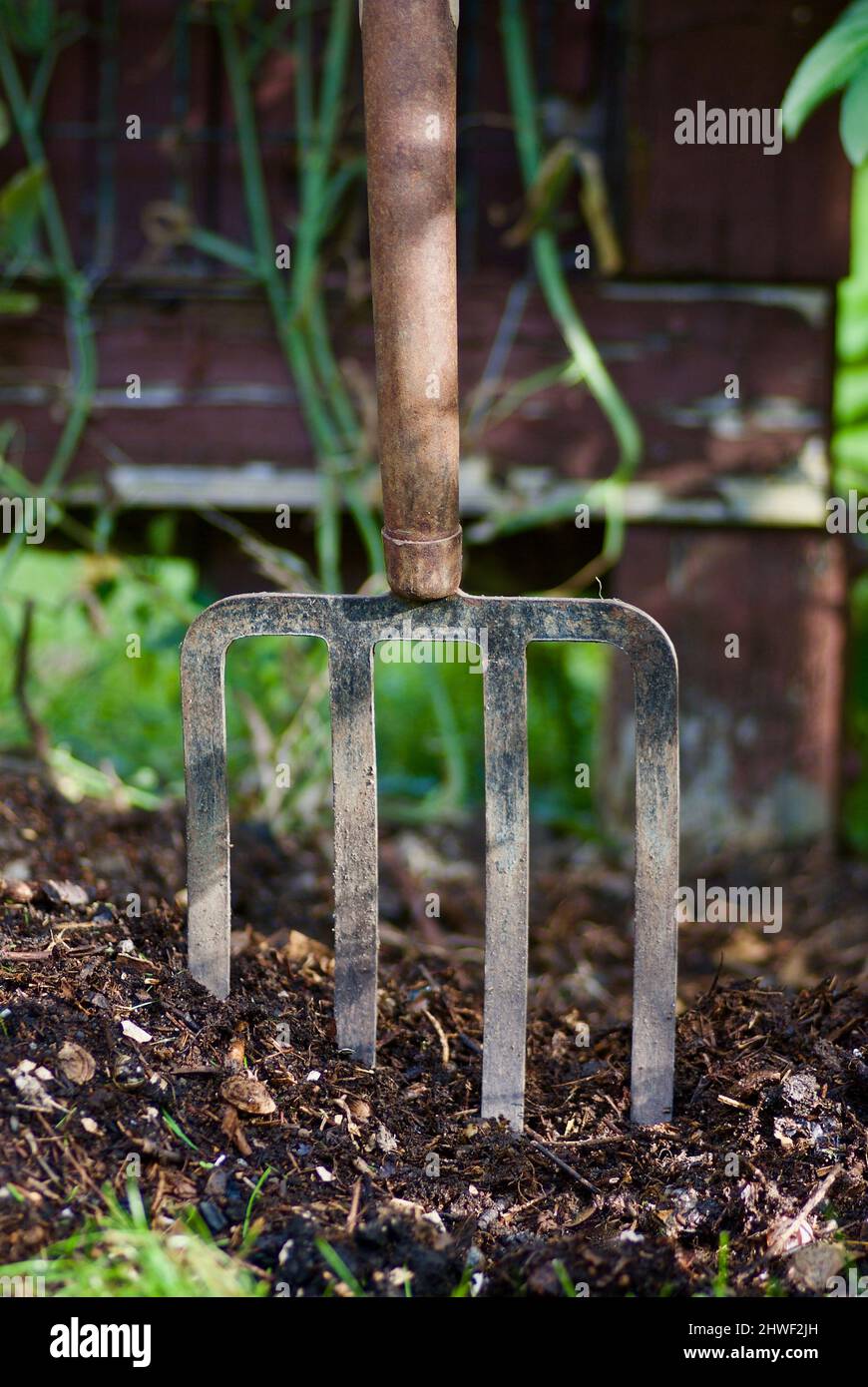 Digging fork in the soil ready for gardening in the vegetable land ...