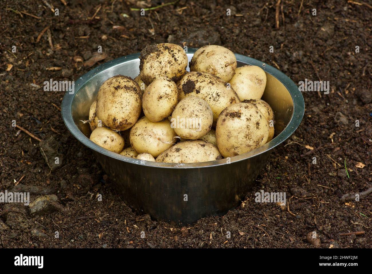 Unwashed potato hi-res stock photography and images - Alamy