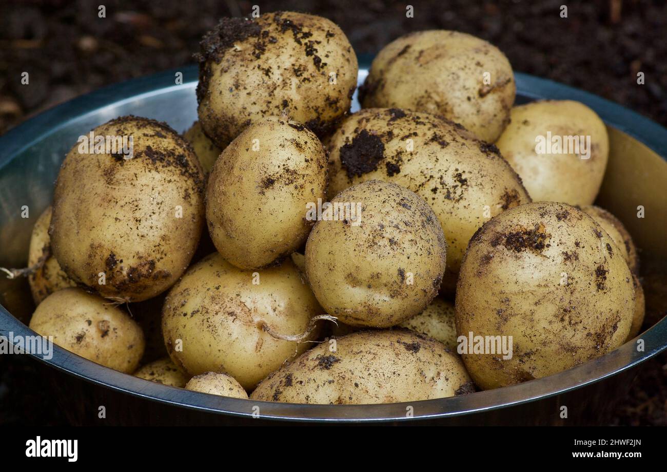 Unwashed potato hi-res stock photography and images - Alamy