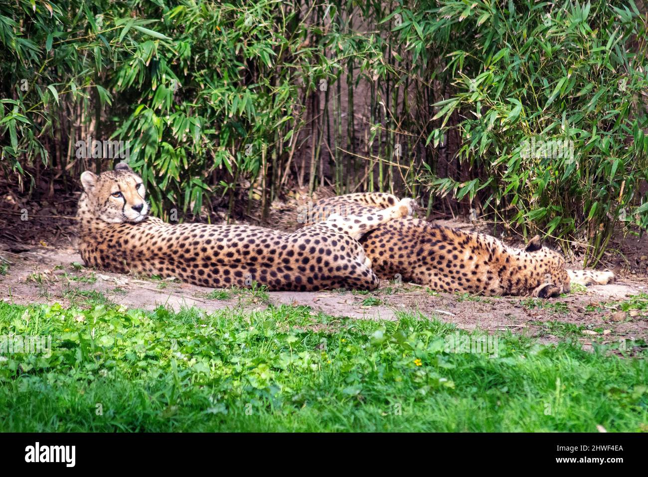 Two Cheetas resting Stock Photo - Alamy
