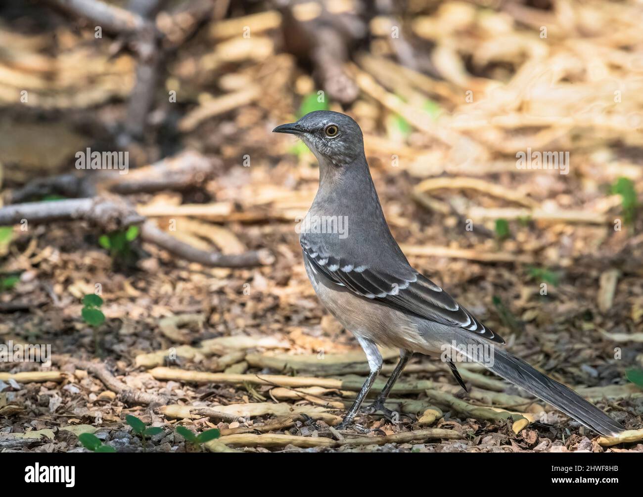 Mockingbird details hi-res stock photography and images - Alamy
