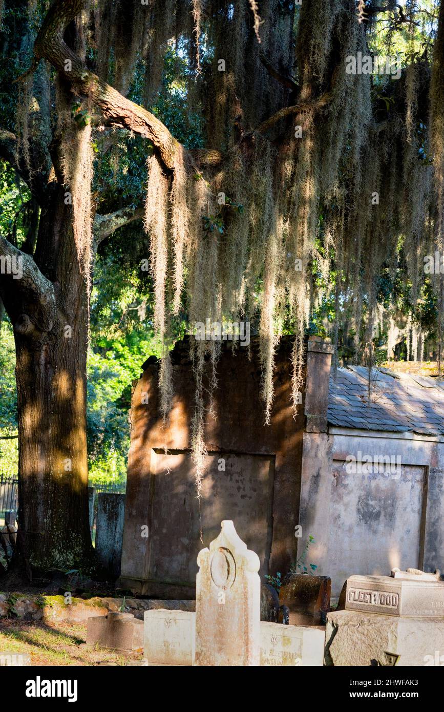 Native Laurel Oaks High Resolution Stock Photography and Images - Alamy