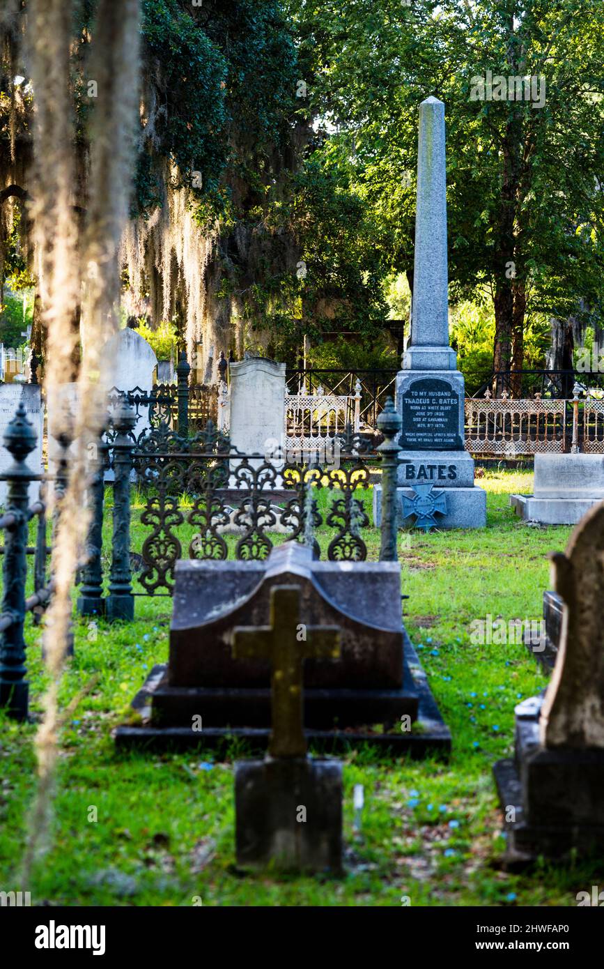 Native laurel oaks hi-res stock photography and images - Alamy