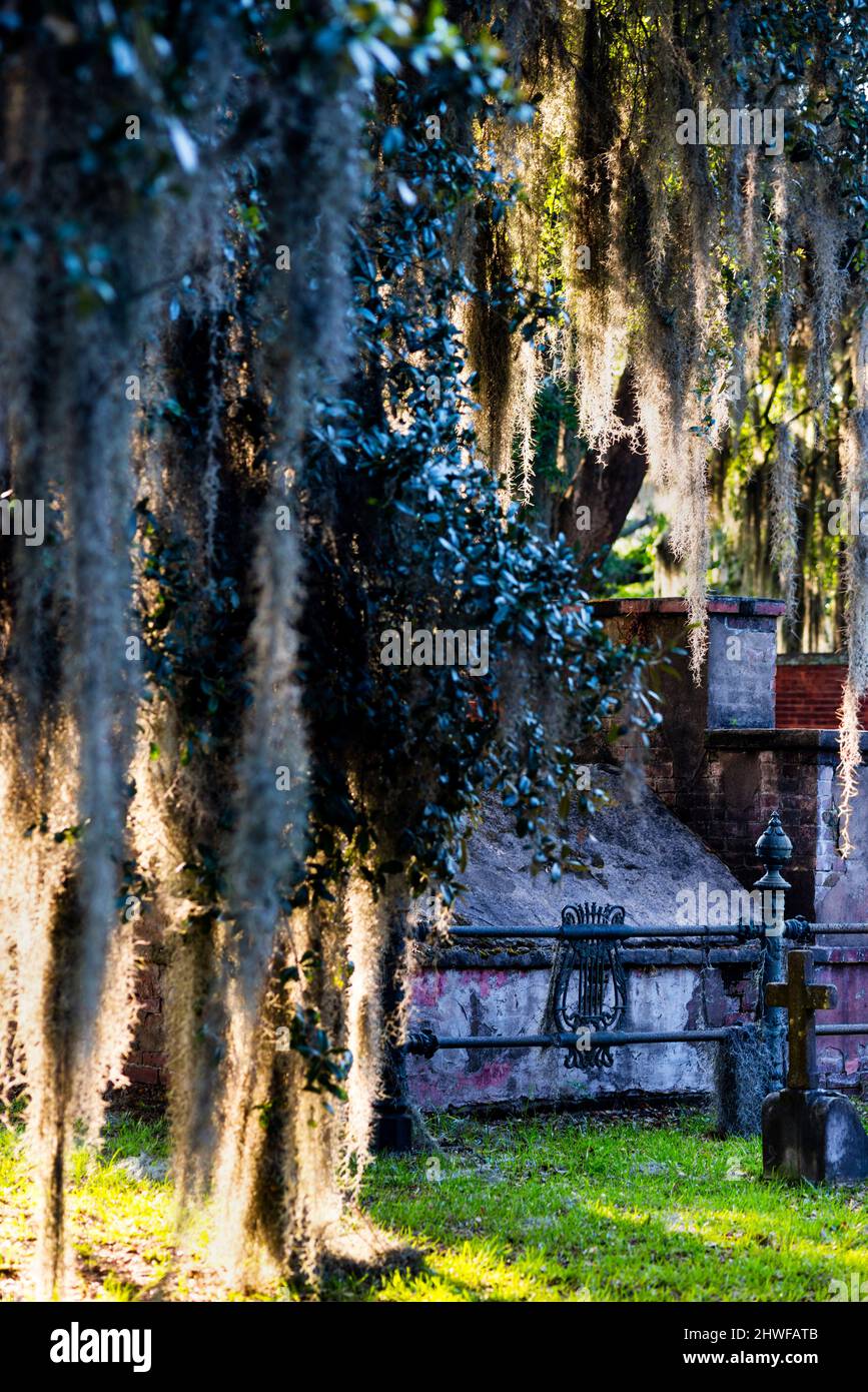 Native laurel oaks hi-res stock photography and images - Alamy