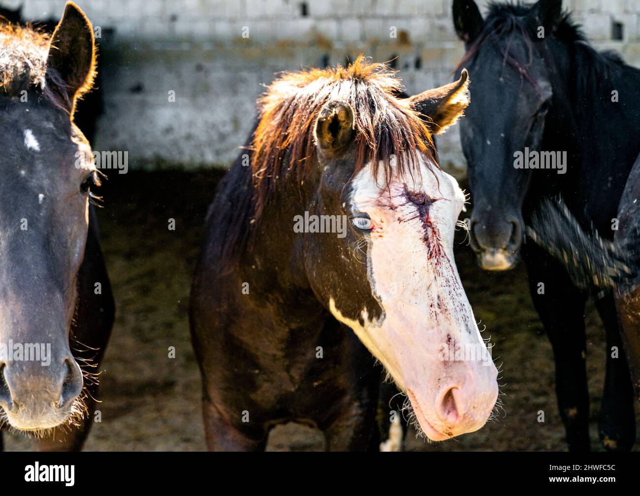 Horse with severe head injury from pointed weapon, farm in Turkistan ...