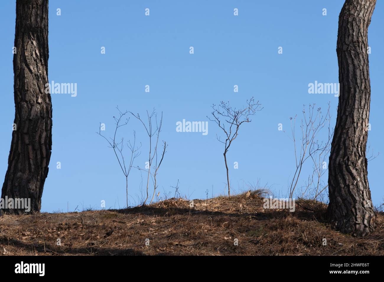A landscape with a pair of large trees that keep small trees from dying ...