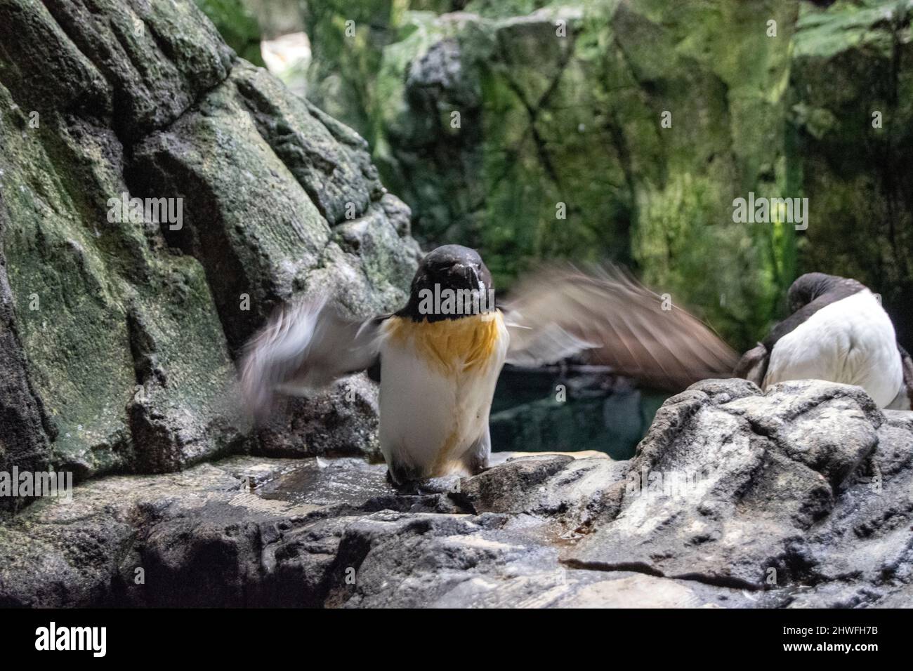 The razorbill, razor-billed auk, or lesser auk is a colonial seabird ...