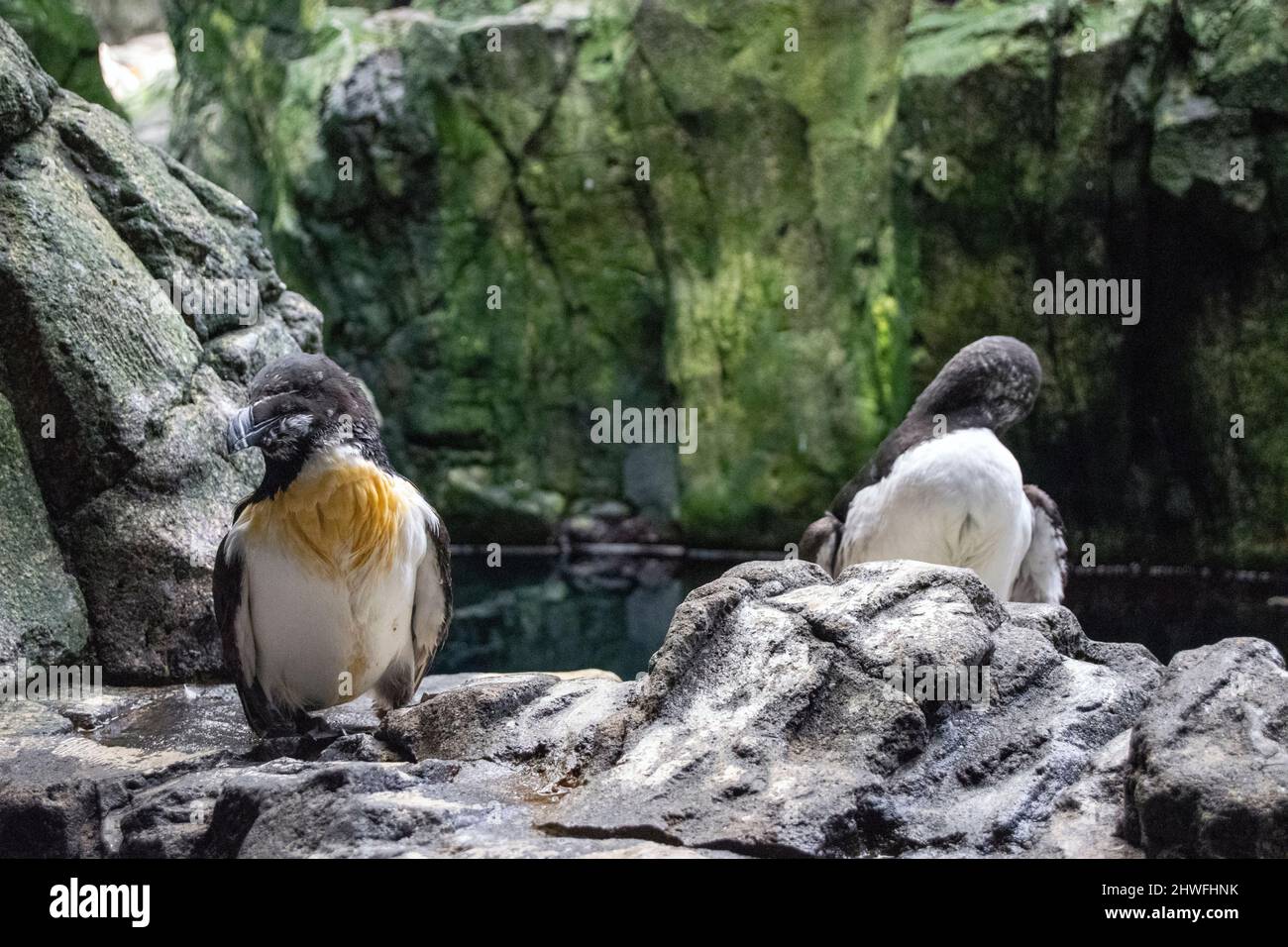 Arau de bico rombudo hi-res stock photography and images - Alamy