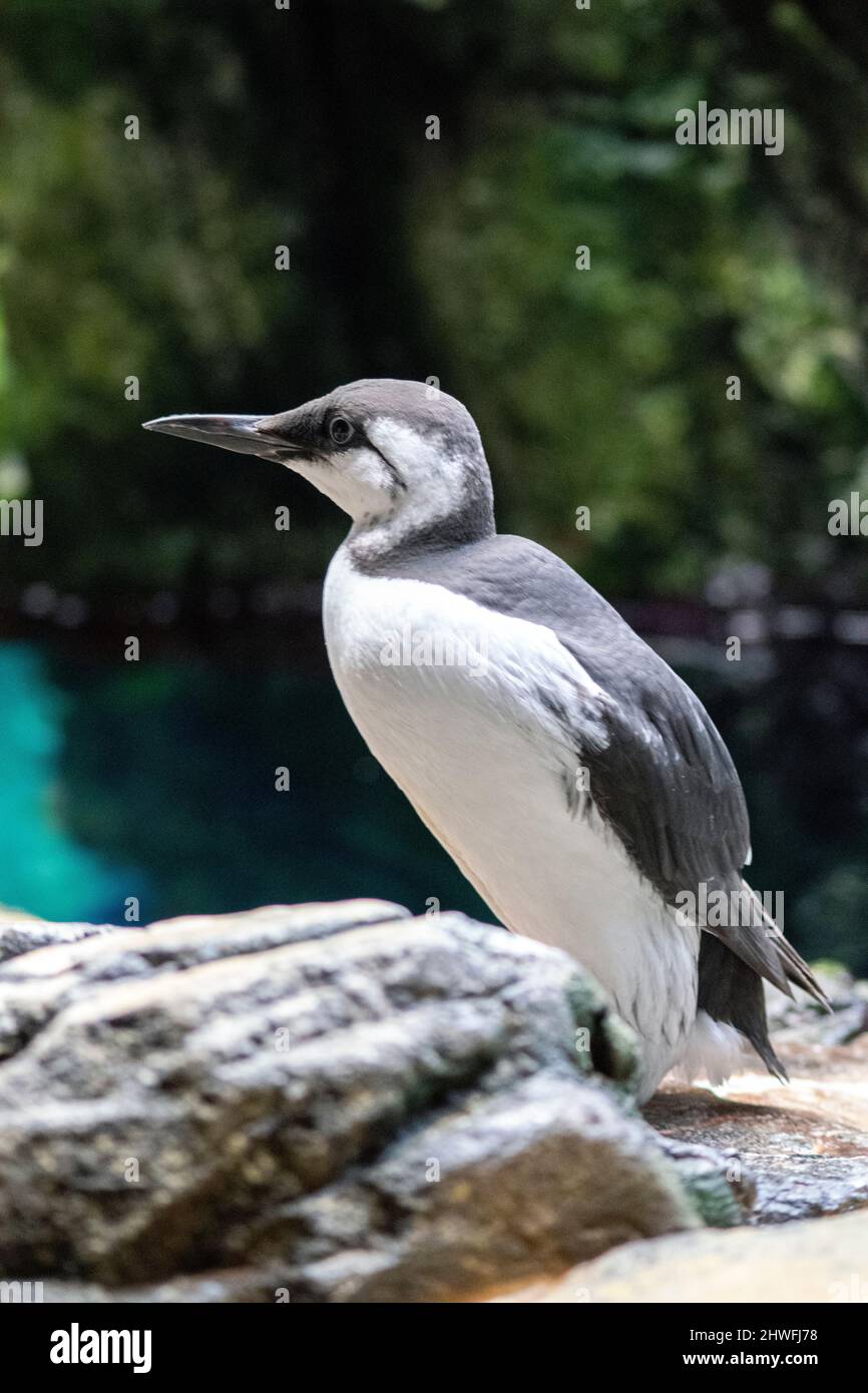 The razorbill, razor-billed auk, or lesser auk is a colonial seabird ...