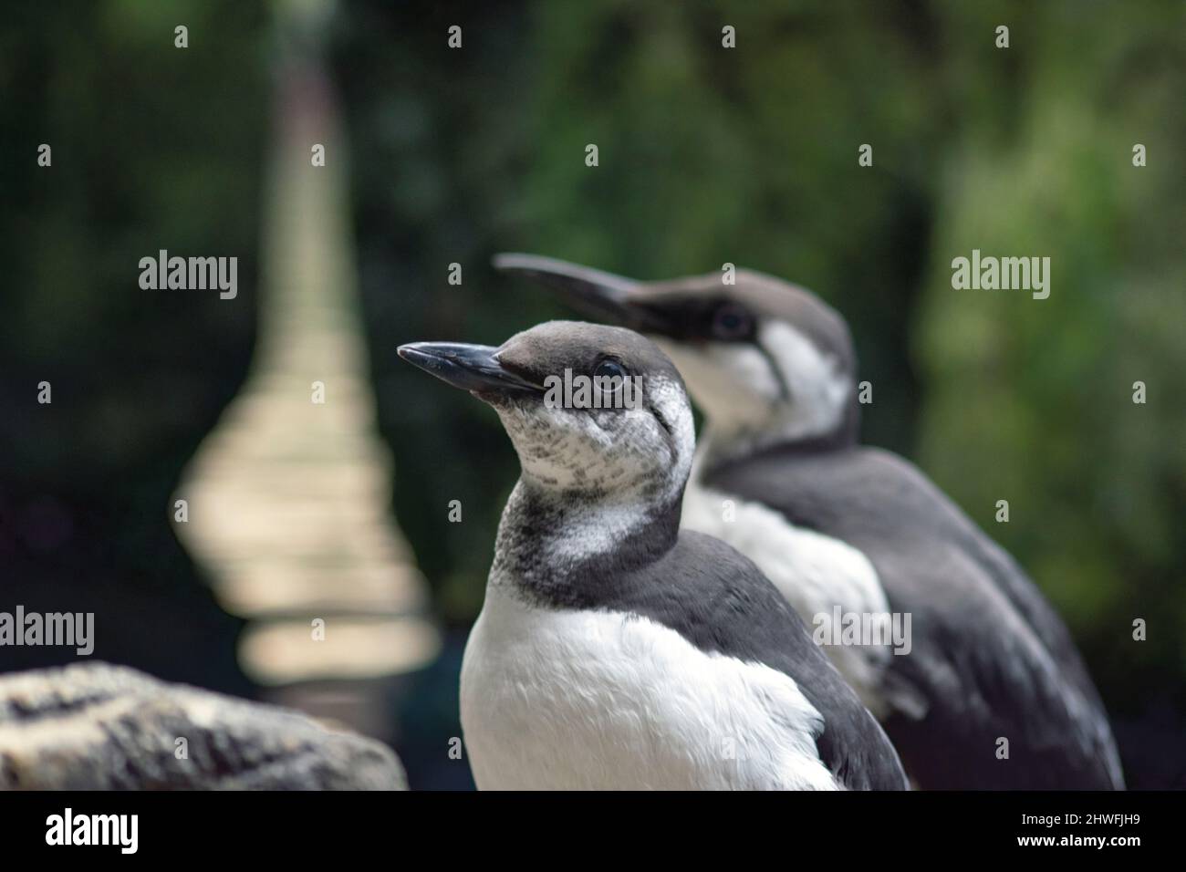 The razorbill, razor-billed auk, or lesser auk is a colonial seabird ...