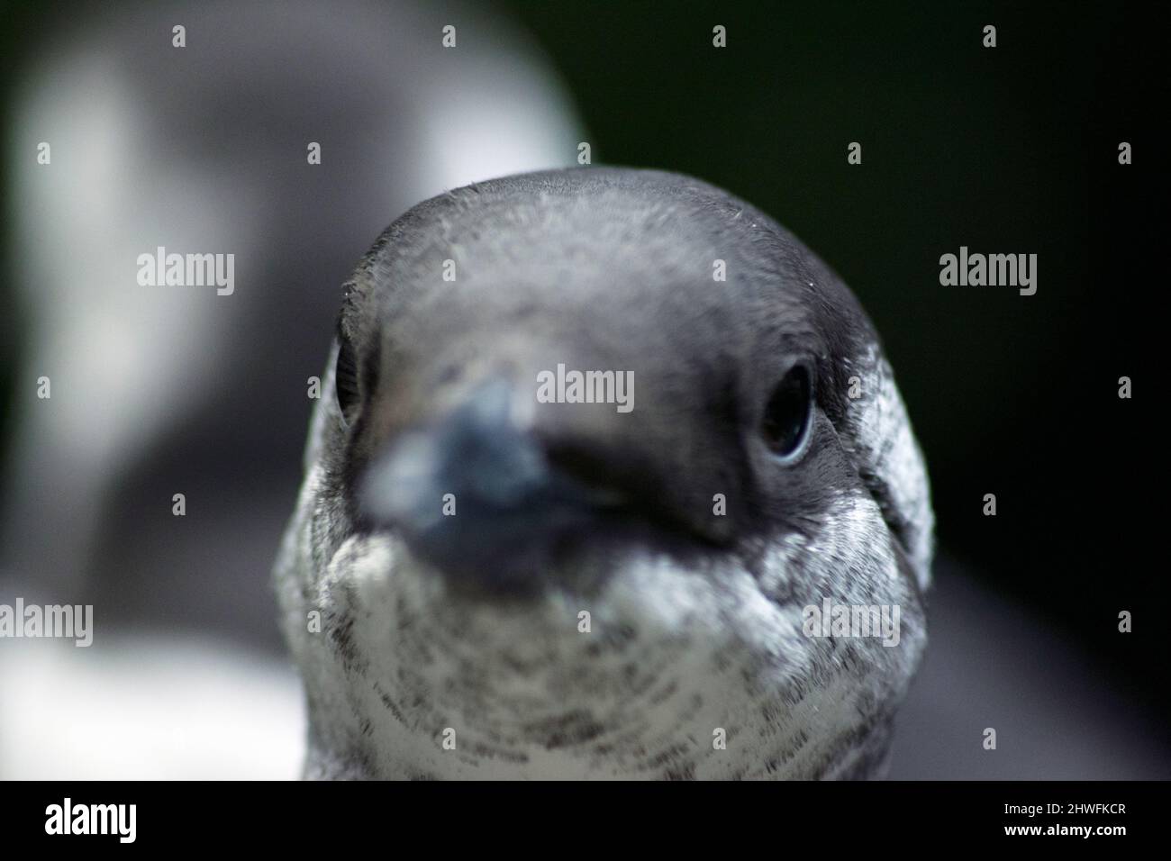 The razorbill, razor-billed auk, or lesser auk is a colonial seabird ...