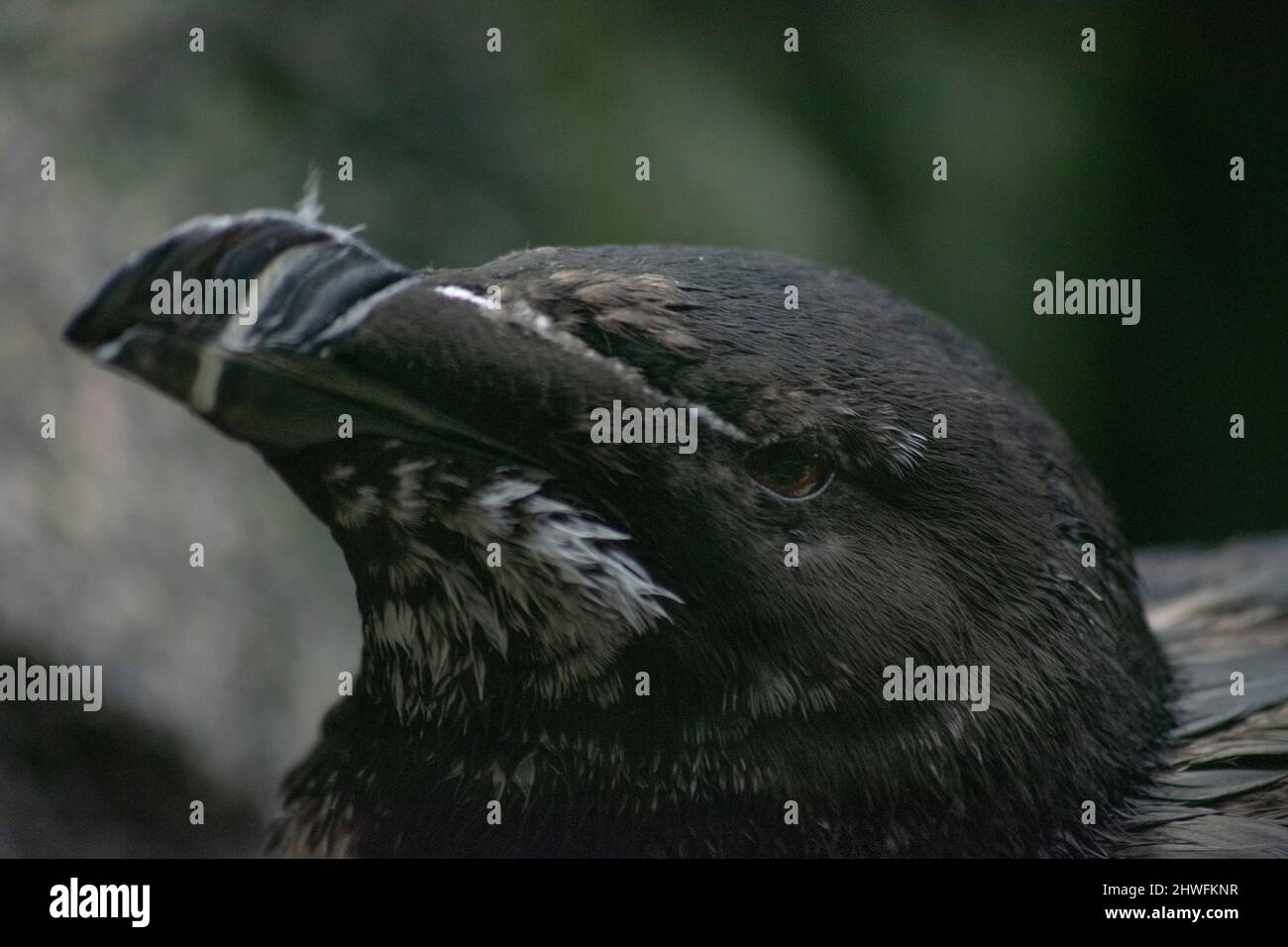 The razorbill, razor-billed auk, or lesser auk is a colonial seabird ...