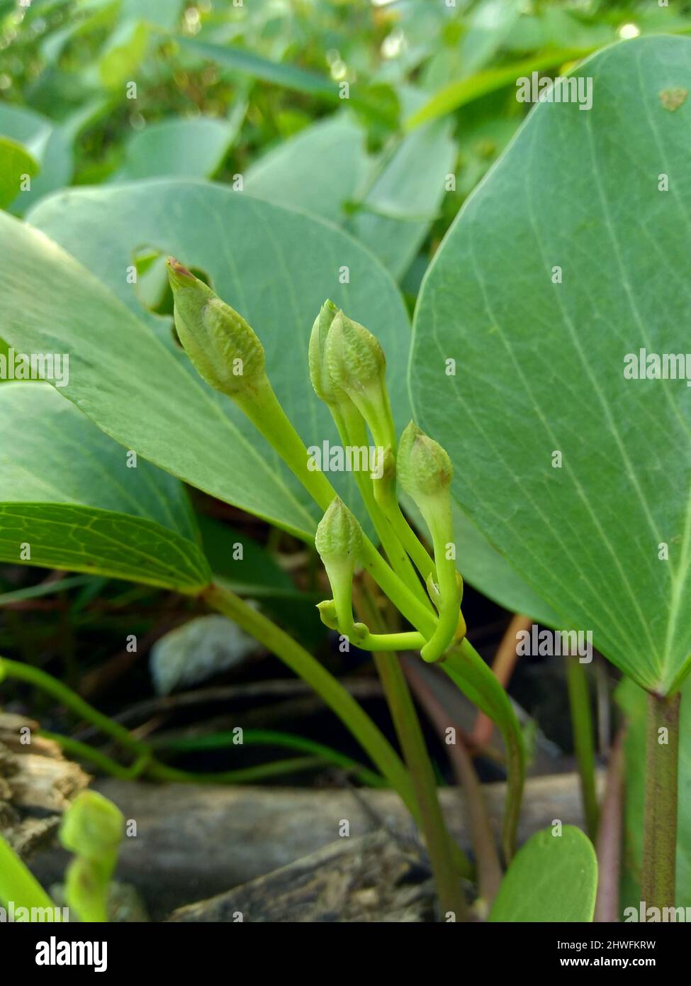 Beach moonflower with a natural background. This plant usually life on ...