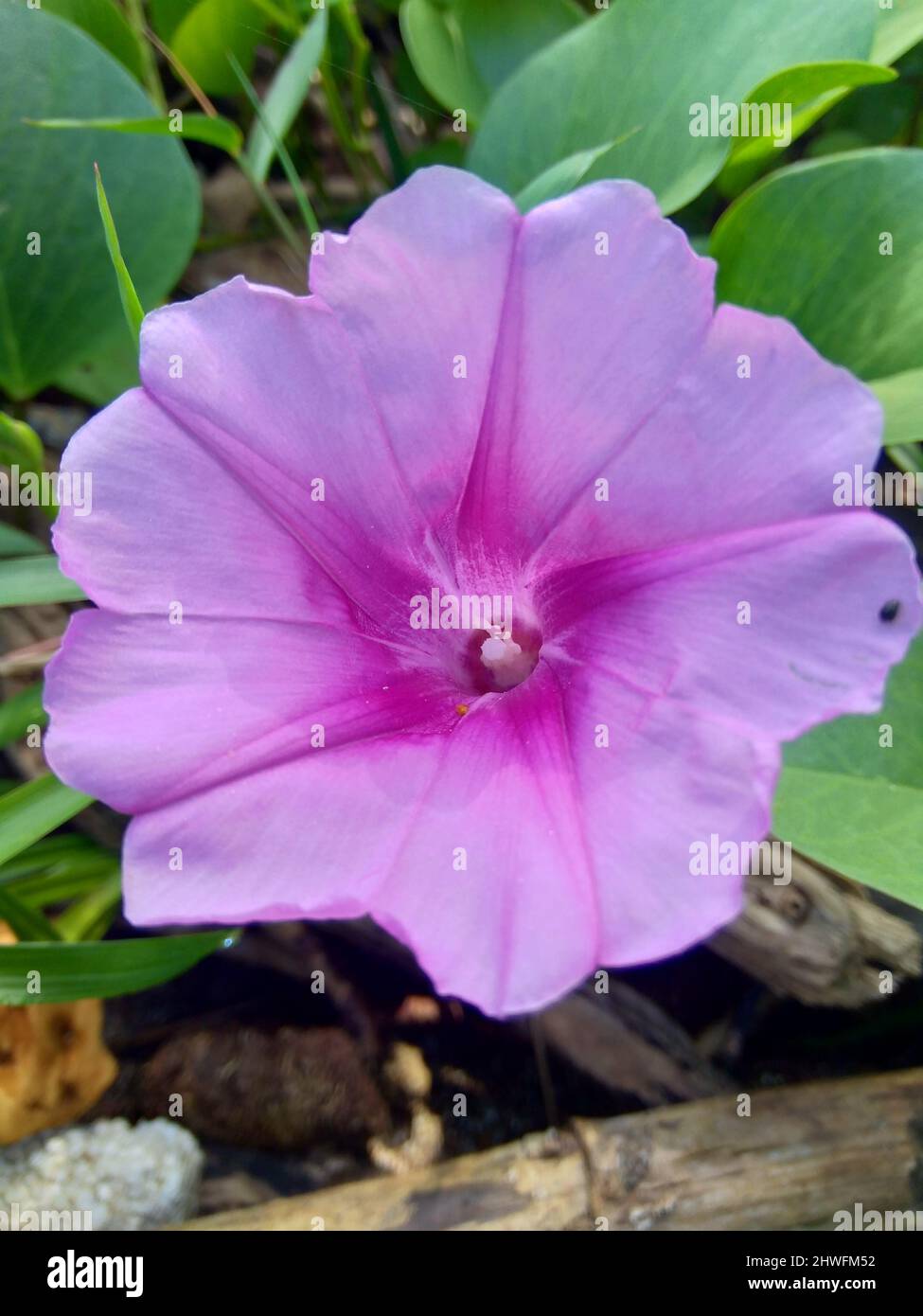 Beach moonflower with a natural background. This plant usually life on ...