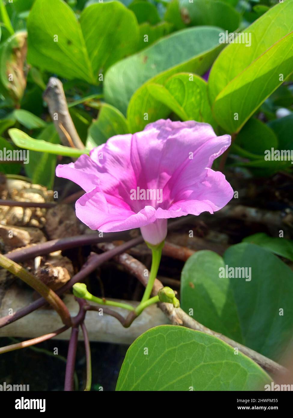 Beach moonflower with a natural background. This plant usually life on ...