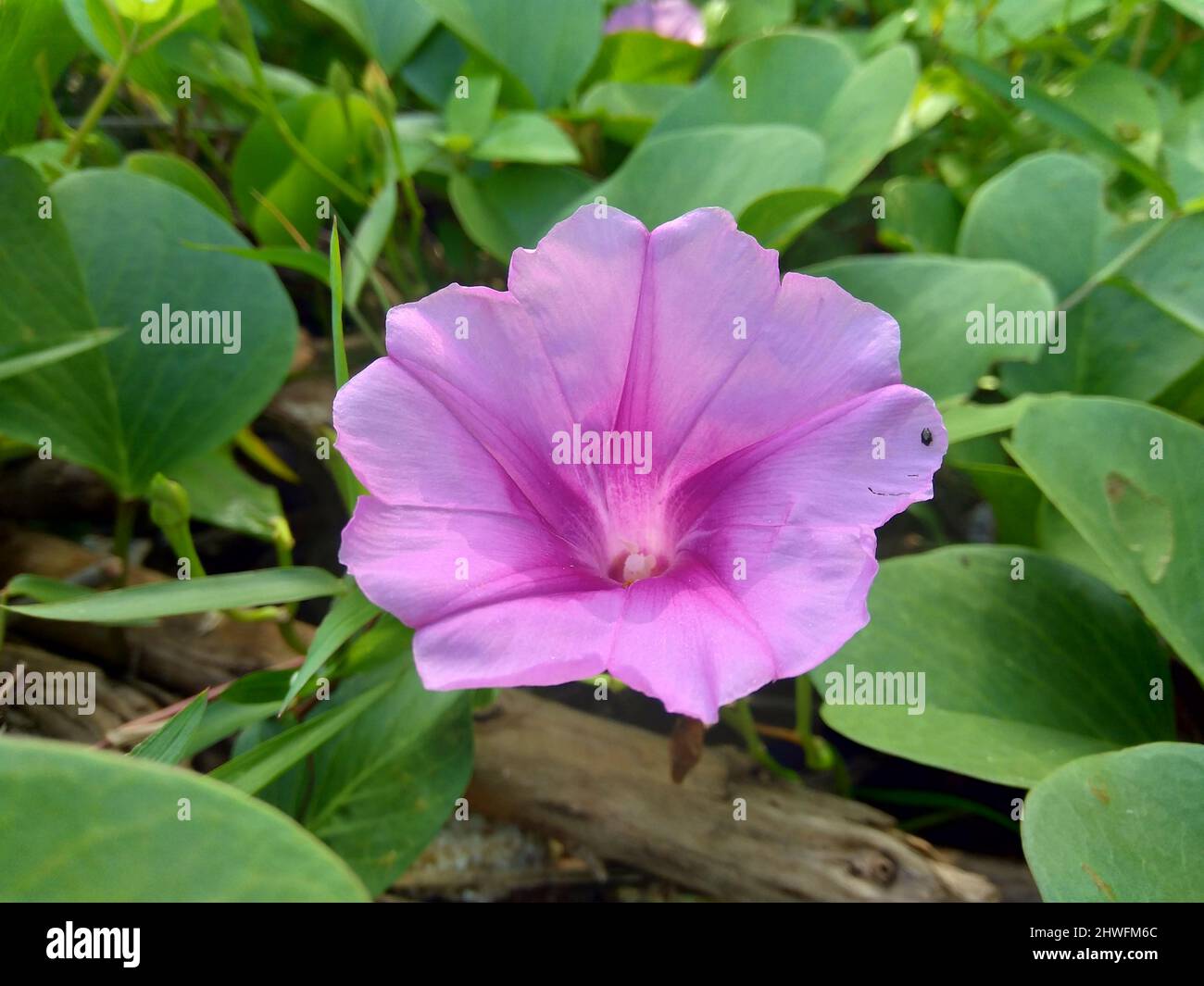 Calonyction aculeatum hi-res stock photography and images - Alamy