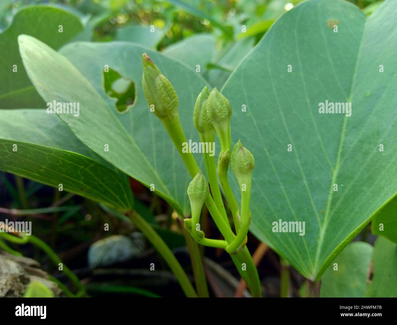Beach moonflower with a natural background. This plant usually life on ...