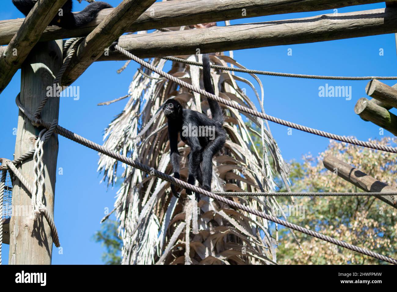 Spider monkeys are New World monkeys belonging to the genus Ateles ...