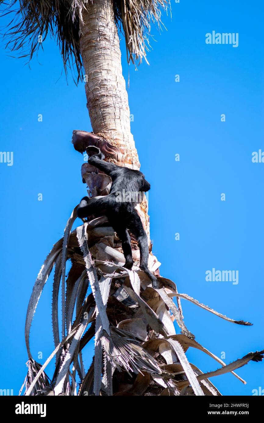 Spider monkeys are New World monkeys belonging to the genus Ateles ...