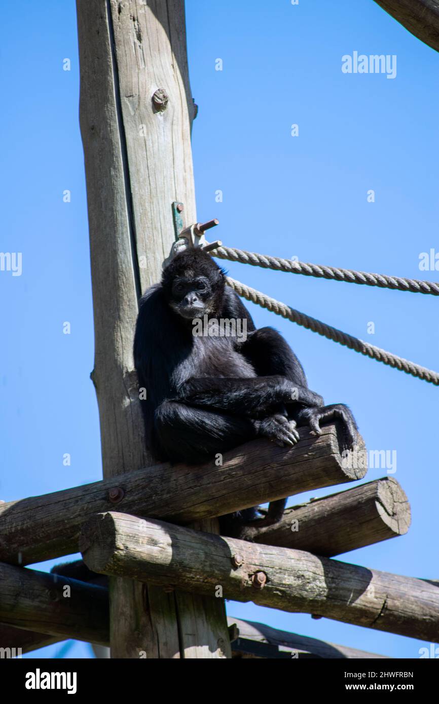Spider monkeys are New World monkeys belonging to the genus Ateles ...
