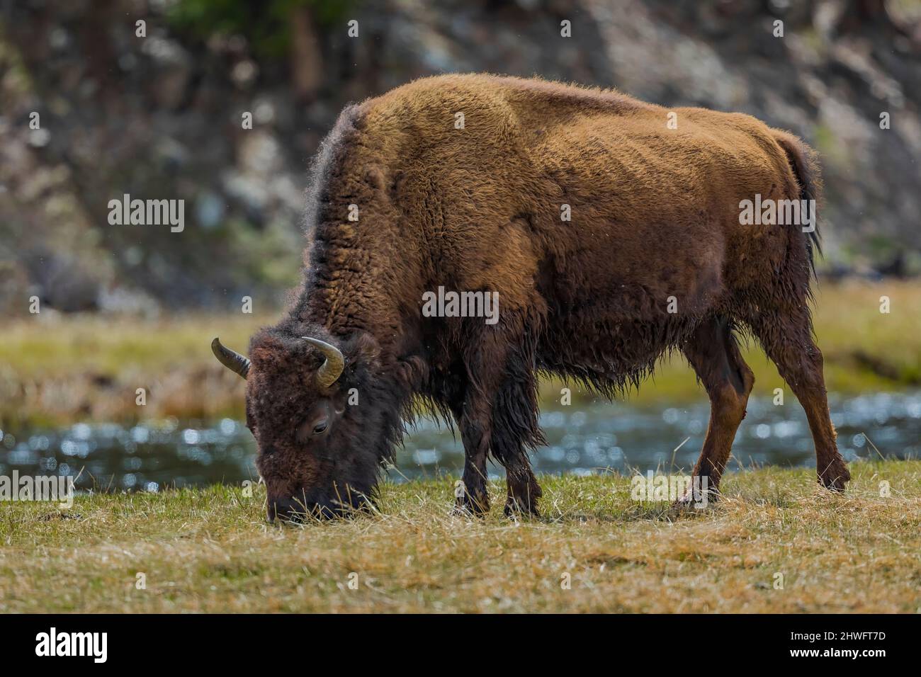 Buffalo, Bison bison, feeding along the Madison River in May in ...