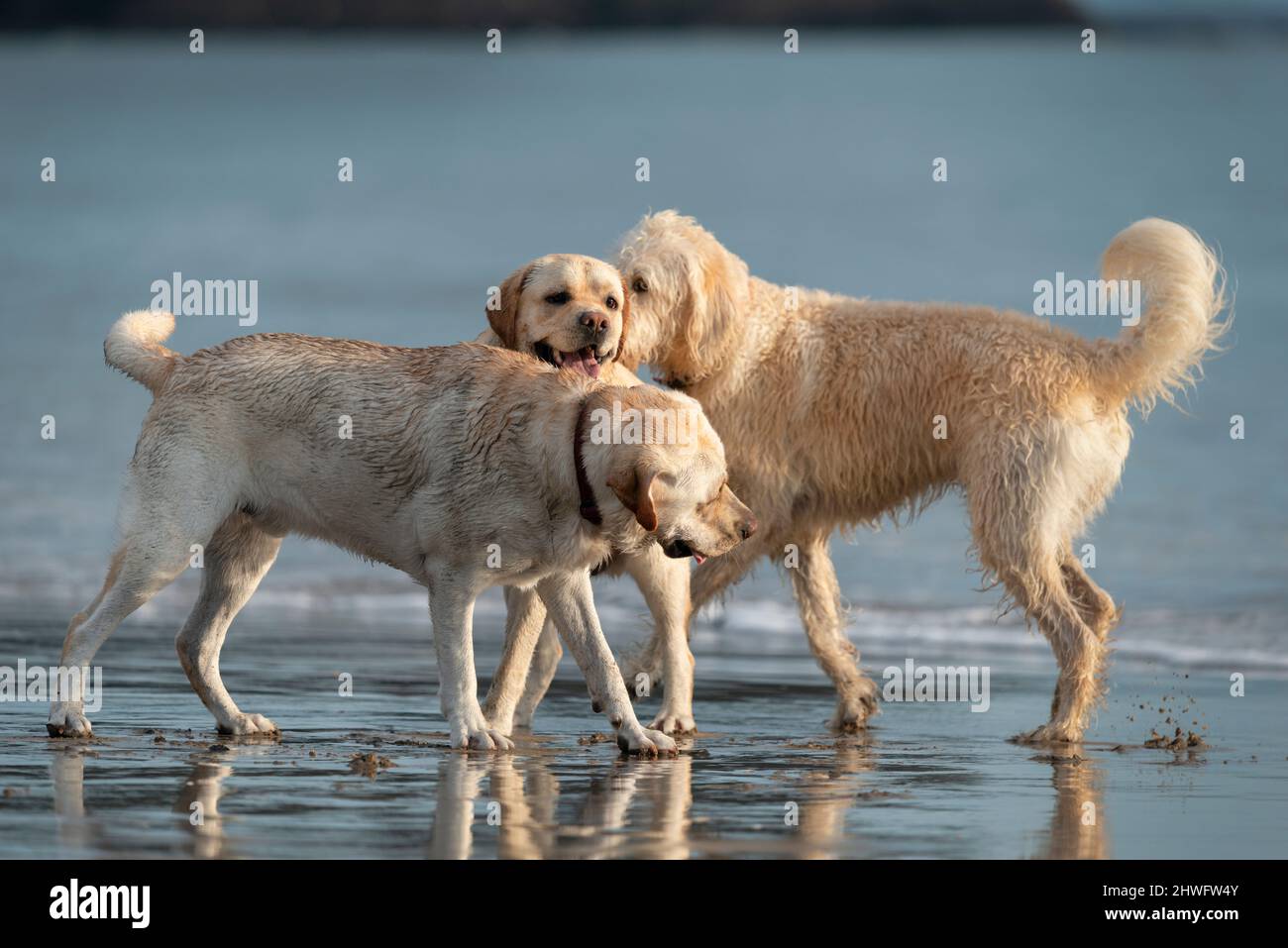 Three dogs playing on the beach Stock Photo - Alamy