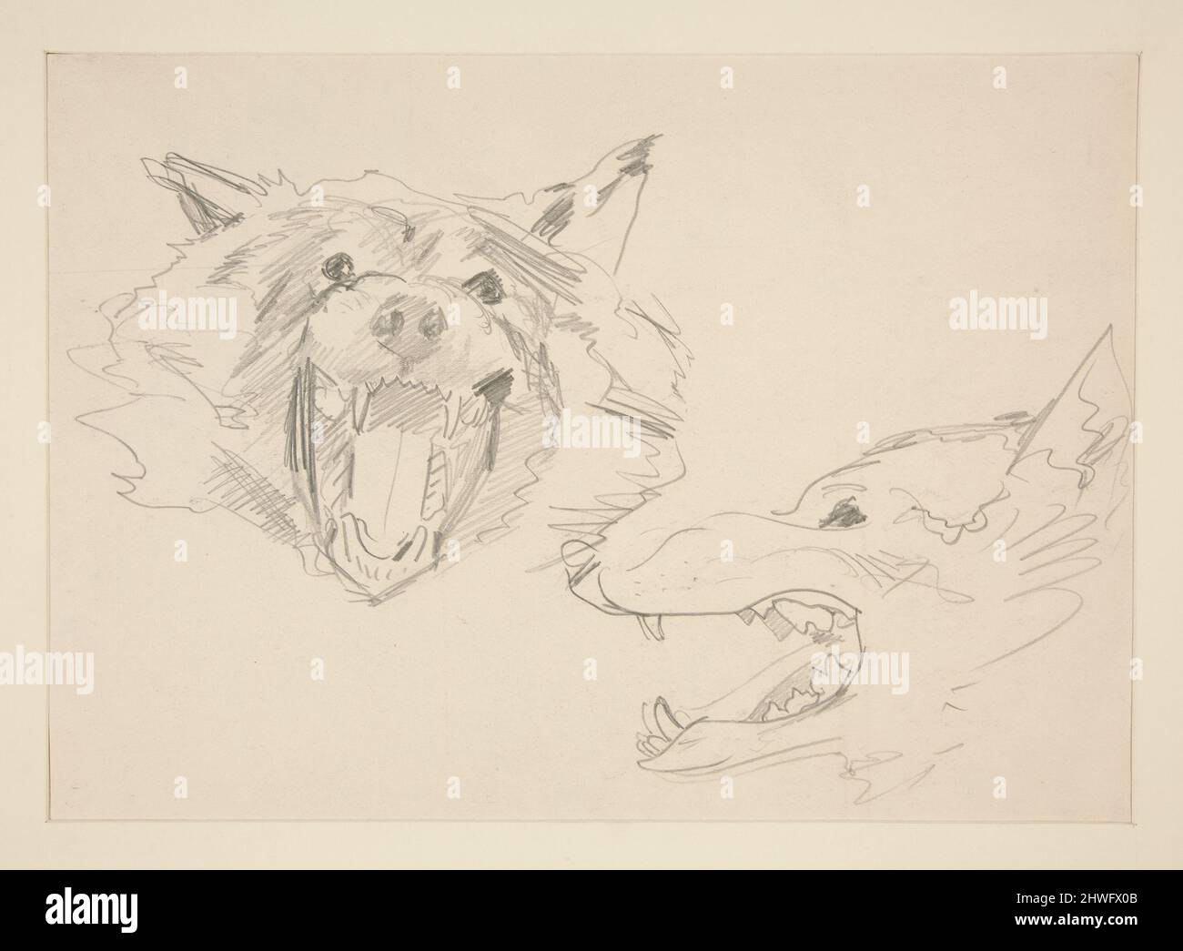 Two Views of a Wolf’s Head. Artist: John Singer Sargent, American, born ...