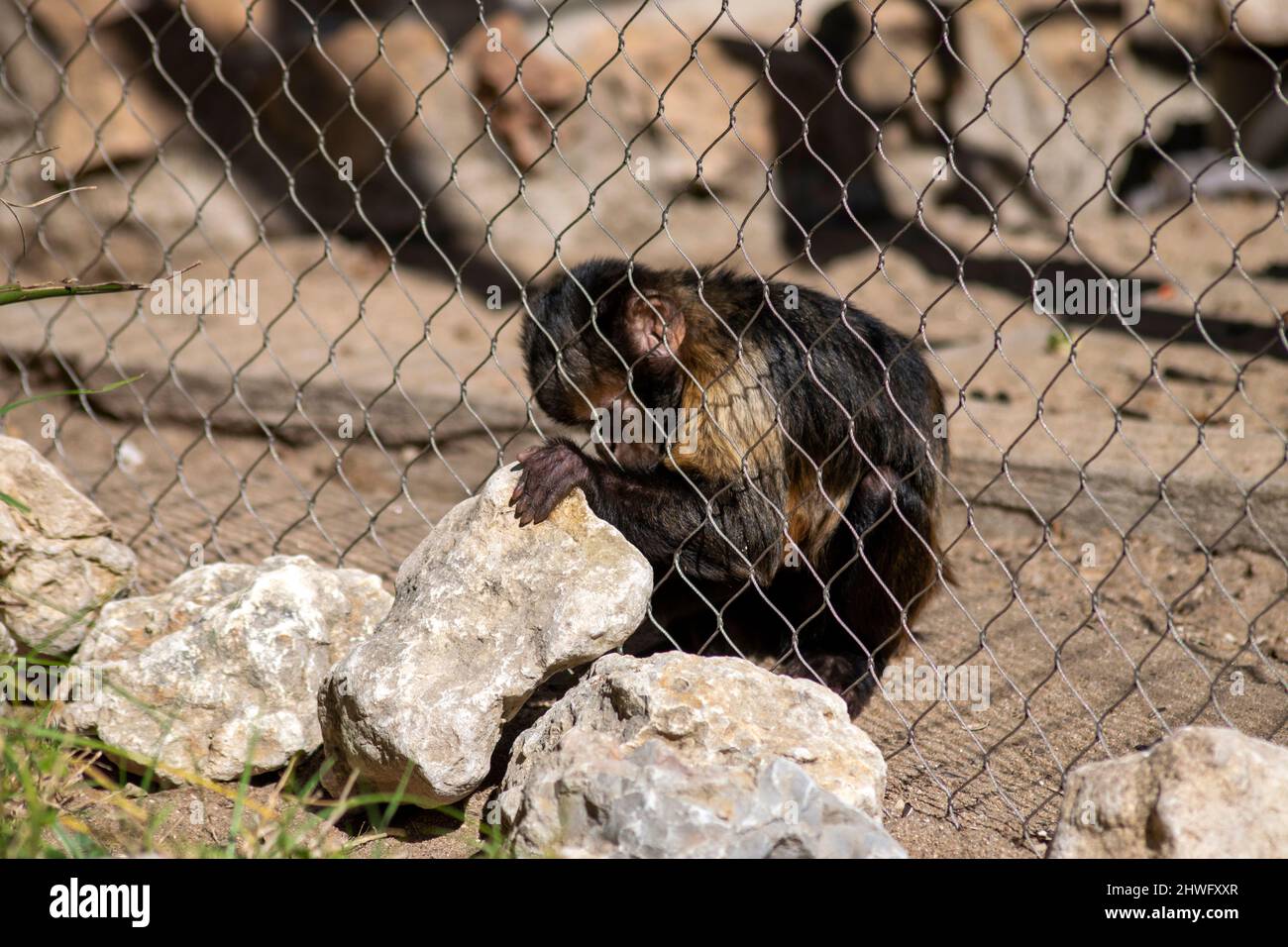 The golden-bellied capuchin (Sapajus xanthosternos), also known as the ...