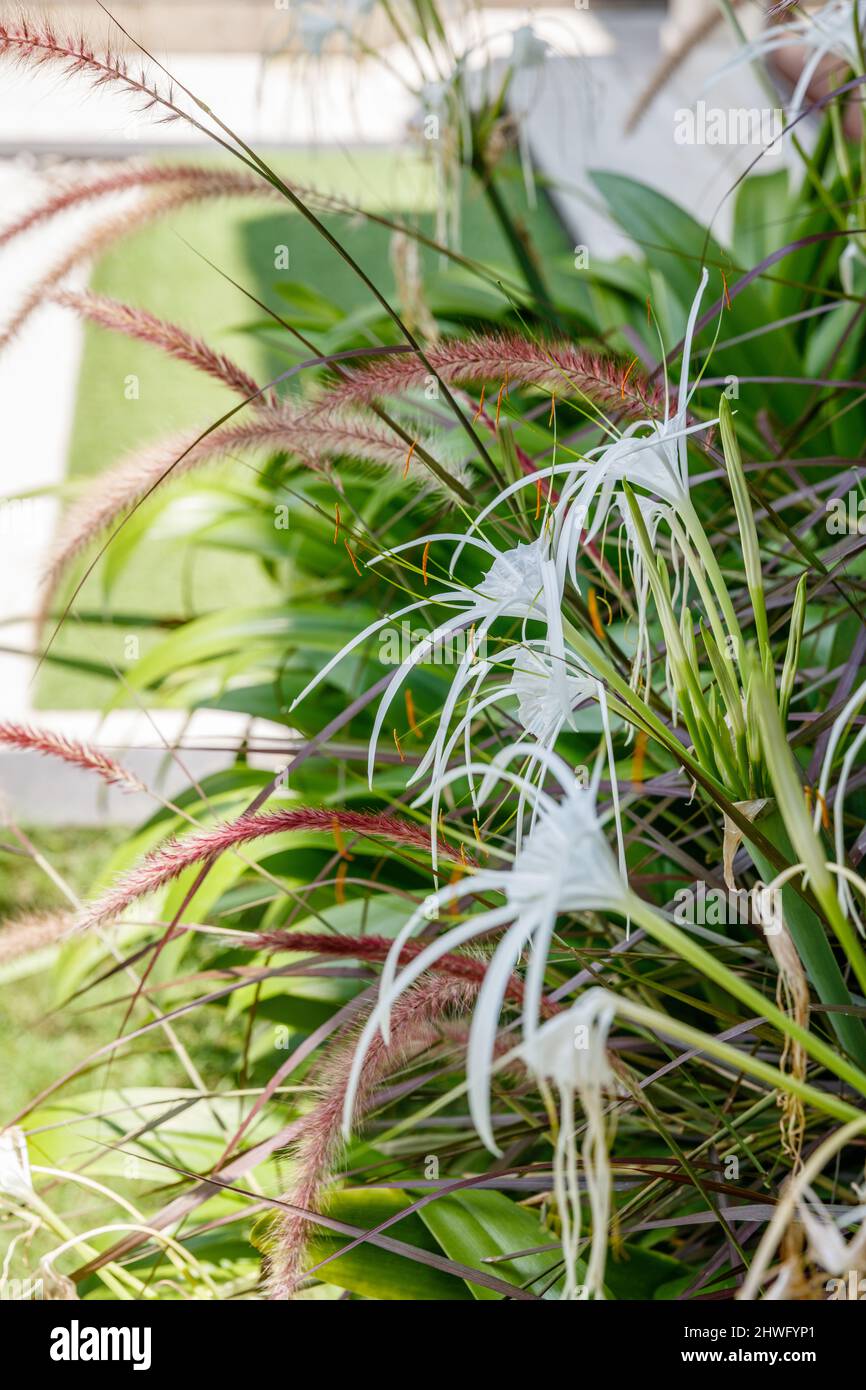 White blooming Spider Lily (Hymenocallis) in the garden. Bali ...