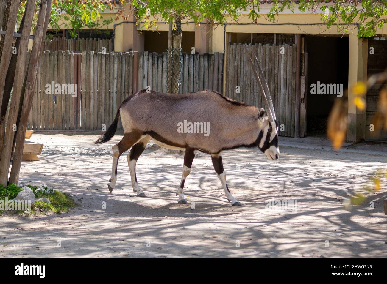 The gemsbok, gemsbuck or South African oryx is a large antelope in the ...