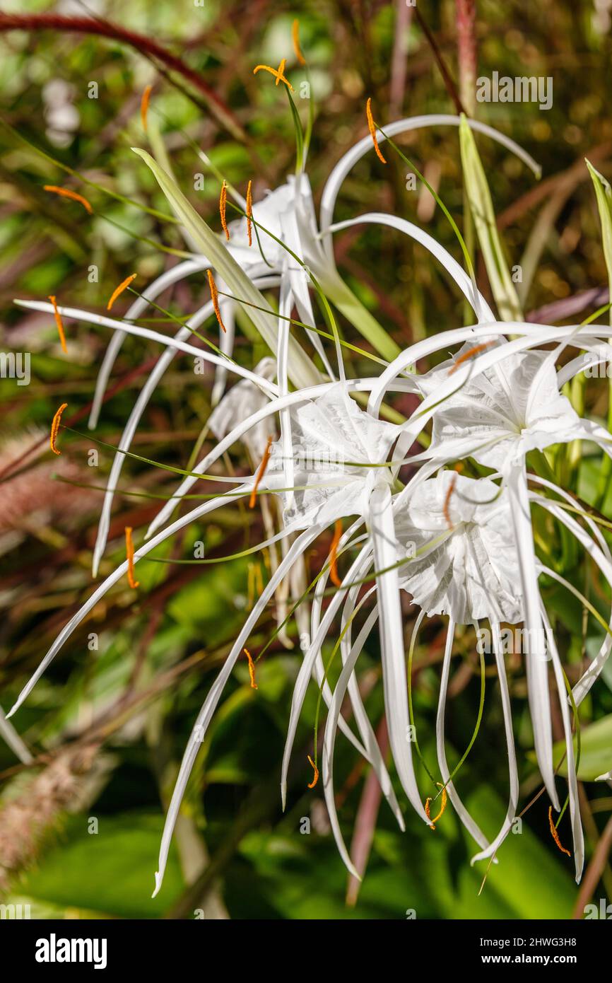White blooming Spider Lily (Hymenocallis) in the garden. Bali ...