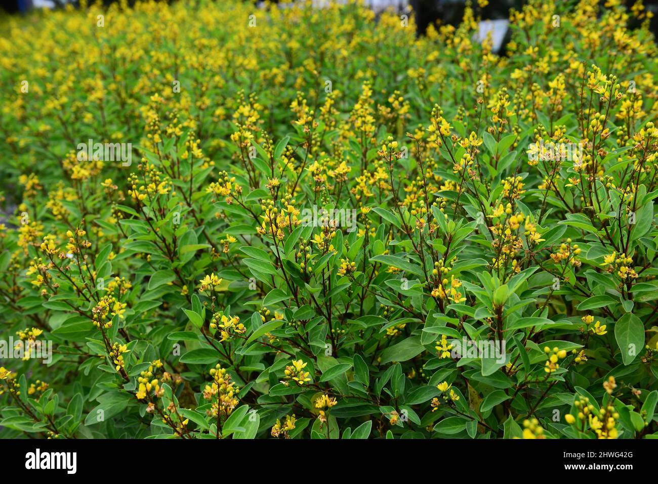 Galphimia, Gold shower or Galphimia glauca, yellow flower, note select focus with shallow depth ...