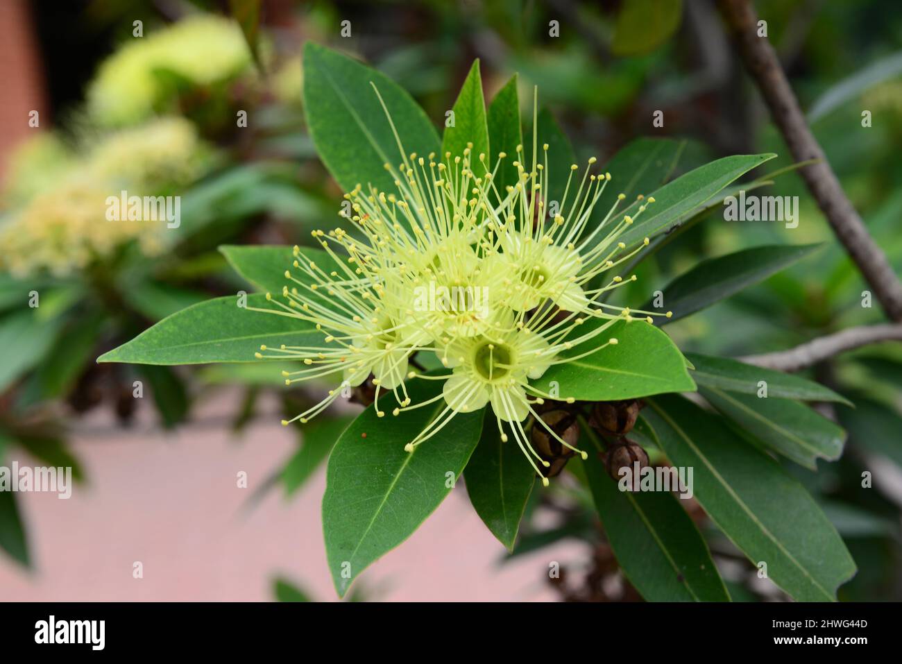 Golden penda (Xanthostemon chrysanthus) is a fabulous rainforest tree ...