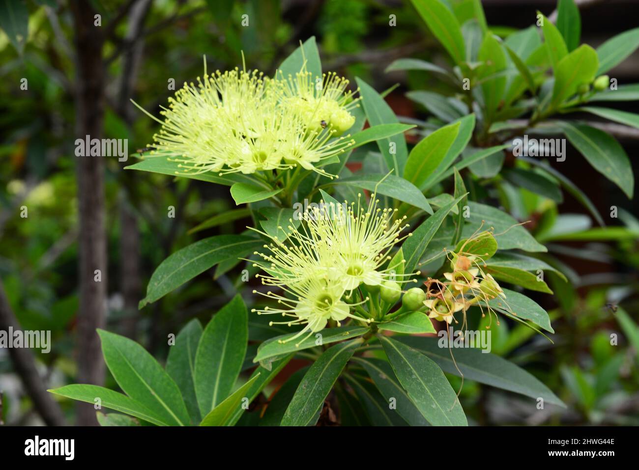 Golden penda (Xanthostemon chrysanthus) is a fabulous rainforest tree ...