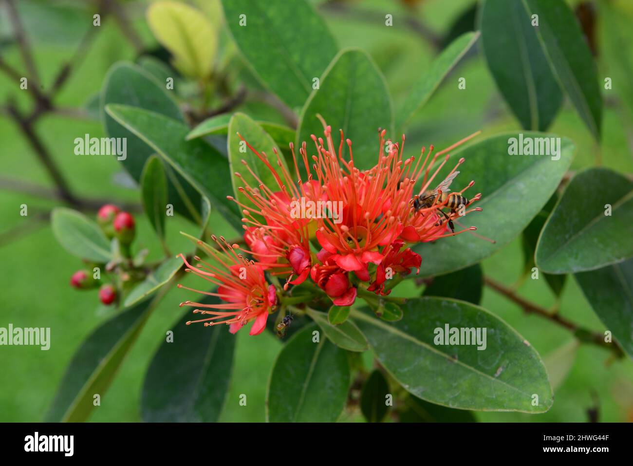 Golden penda (Xanthostemon chrysanthus) is a fabulous rainforest tree ...