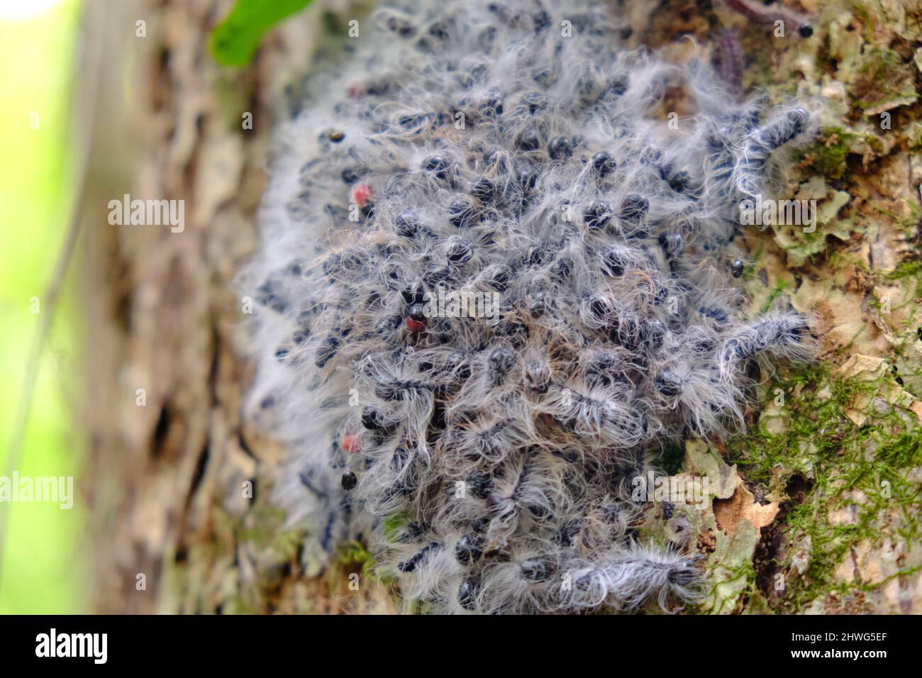 This is a group of fuzzy caterpillars on some tree bark Stock Photo - Alamy
