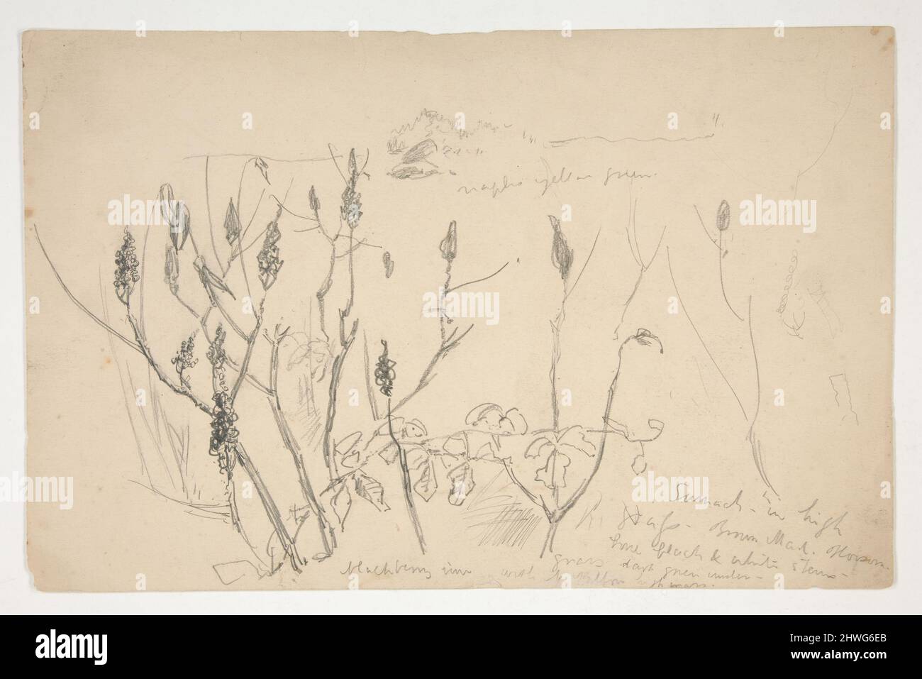 Sketch of weeds. Artist: Edwin Austin Abbey, American, 1852–1911, M.A ...
