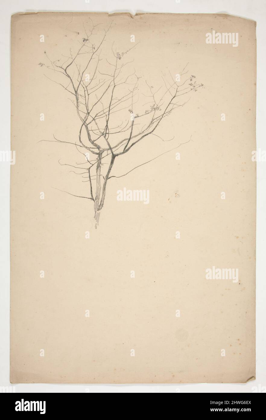 Sketch of budding tree branches. Artist: Edwin Austin Abbey, American ...