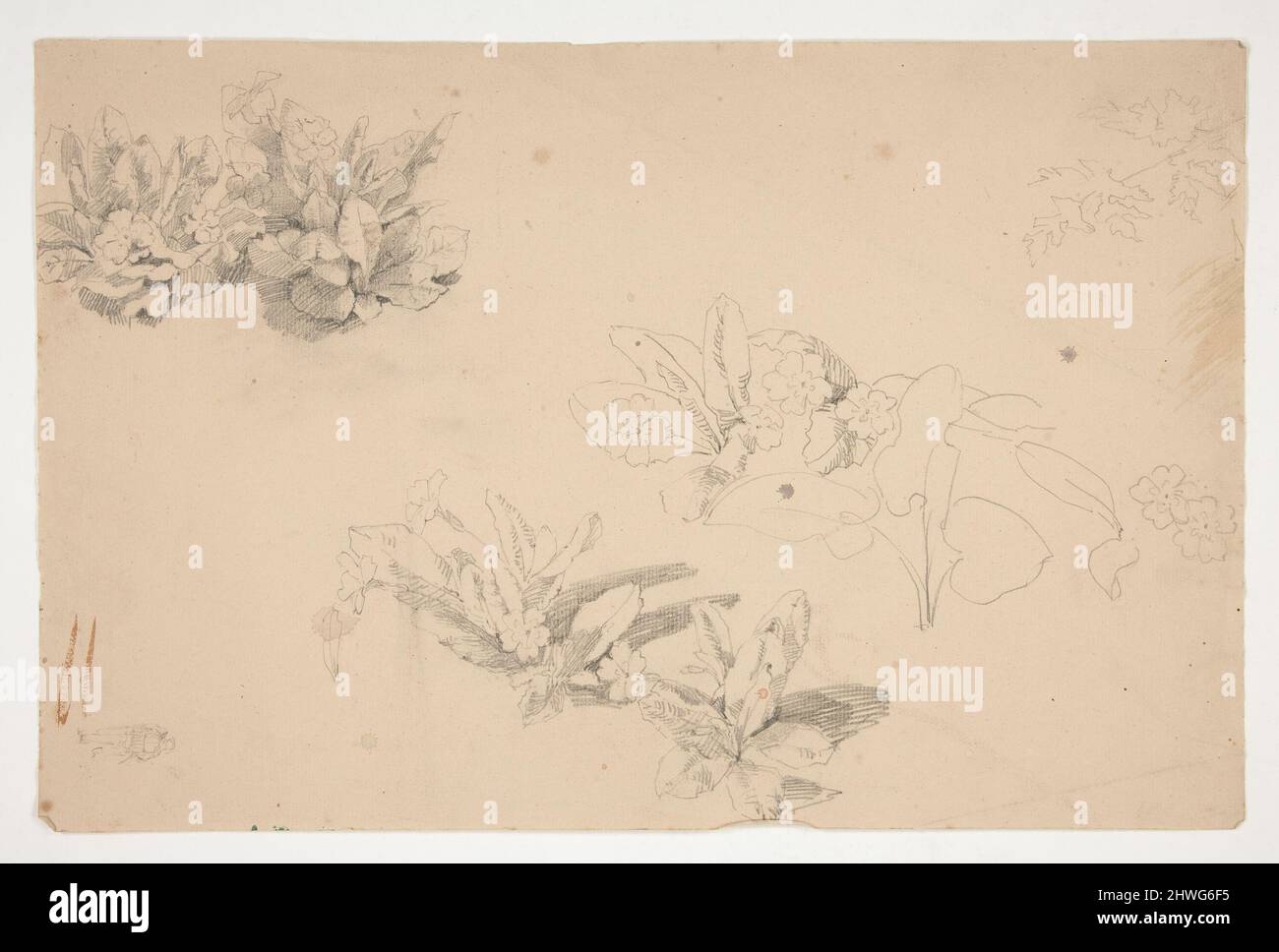 Studies of flowers. Artist: Edwin Austin Abbey, American, 1852–1911, M ...