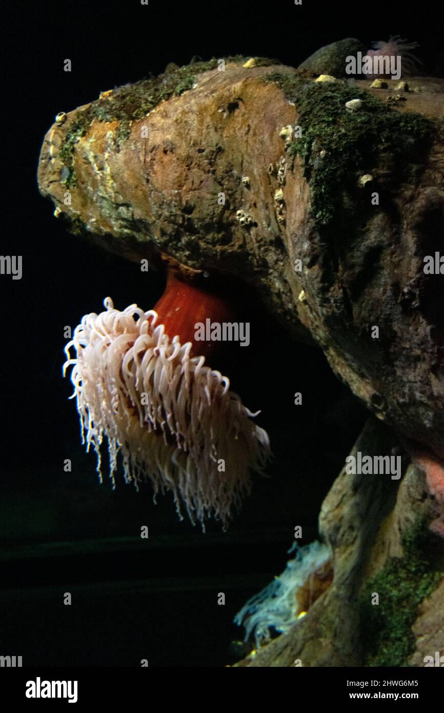 Invertebrados invertebrados hi-res stock photography and images - Alamy