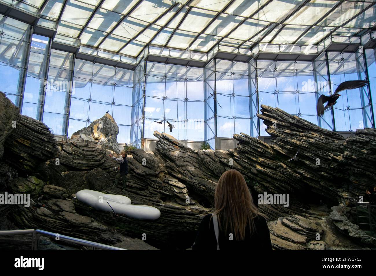 Genus larosterna hi-res stock photography and images - Alamy