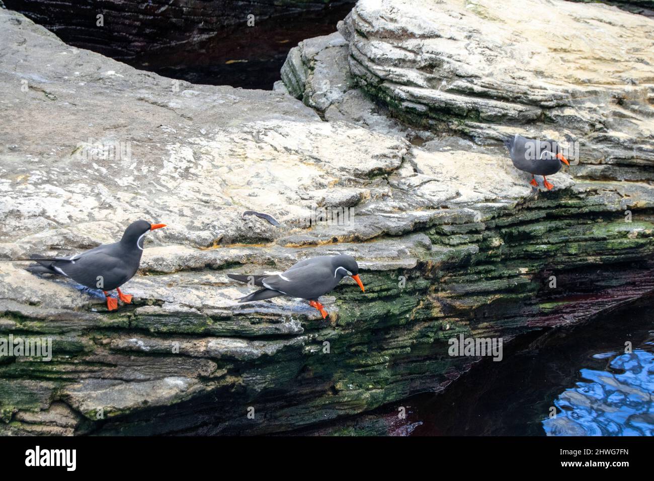 The Inca tern (Larosterna inca) is a tern in the family Laridae. It is ...
