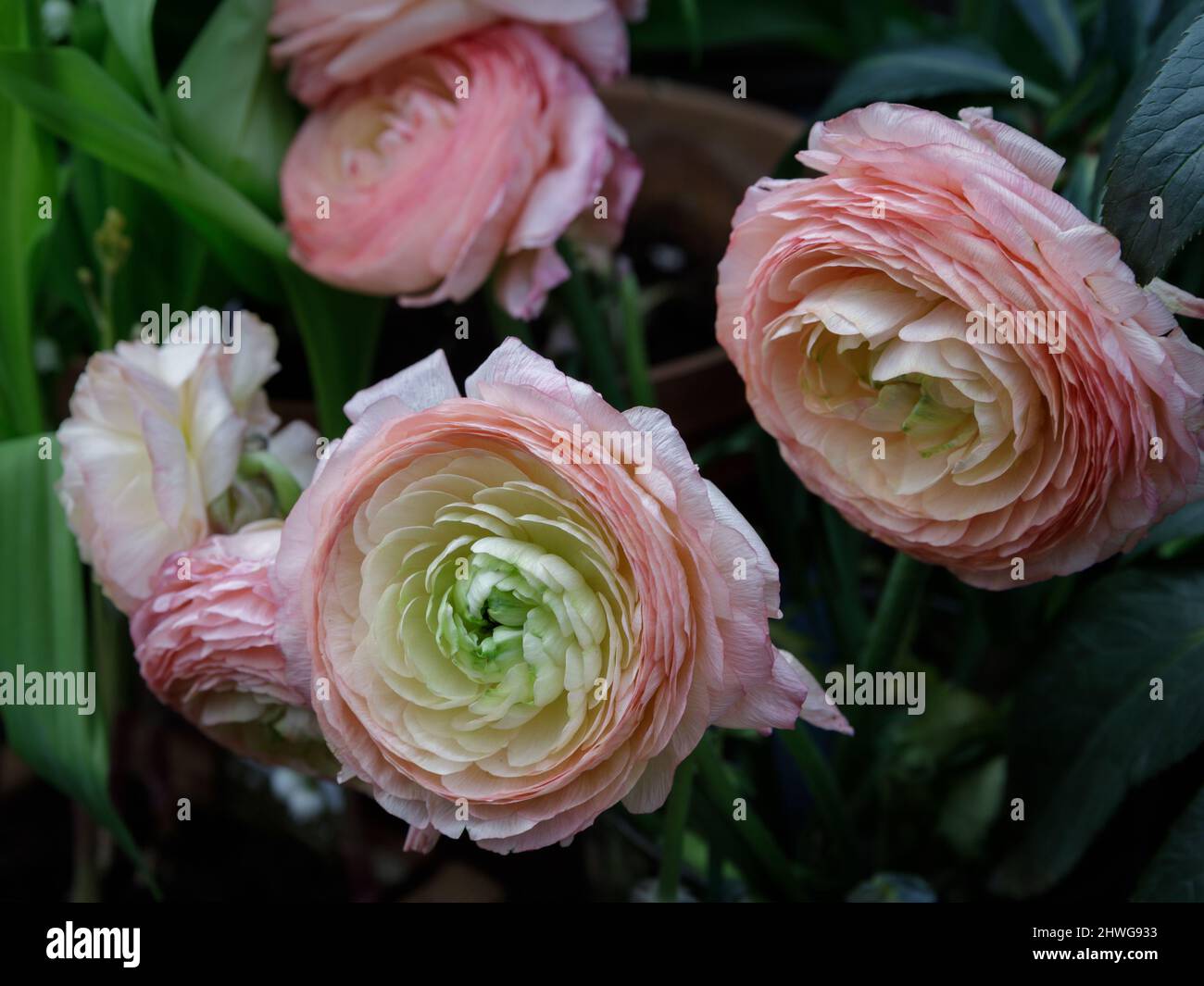 Ranunculus asiaticus or Persian buttercup Pink flower. Ranunculus is ...