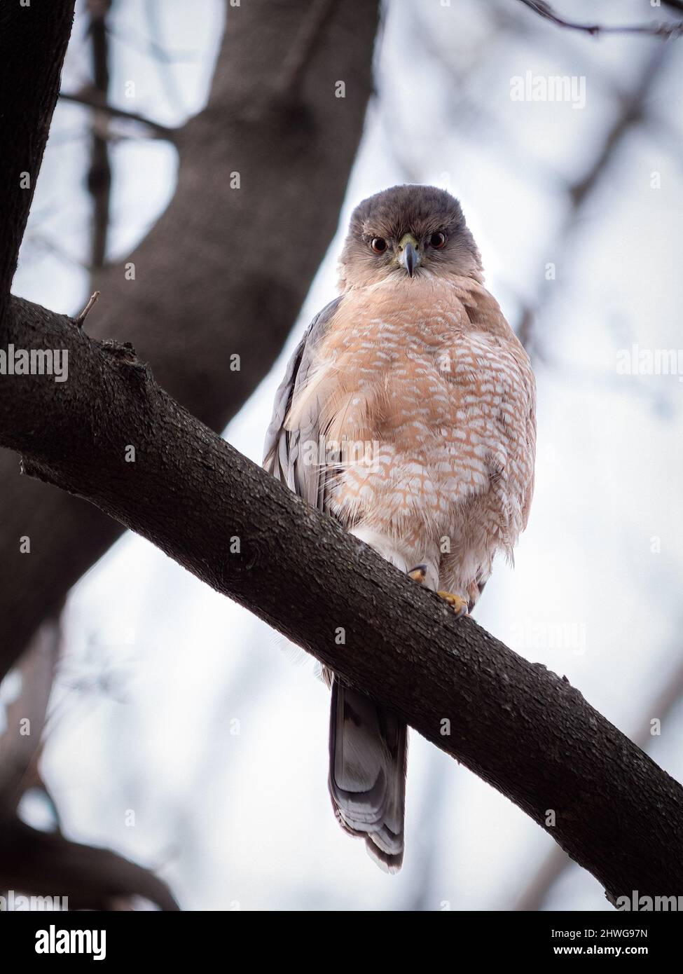 Perched coopers hawk hi-res stock photography and images - Alamy