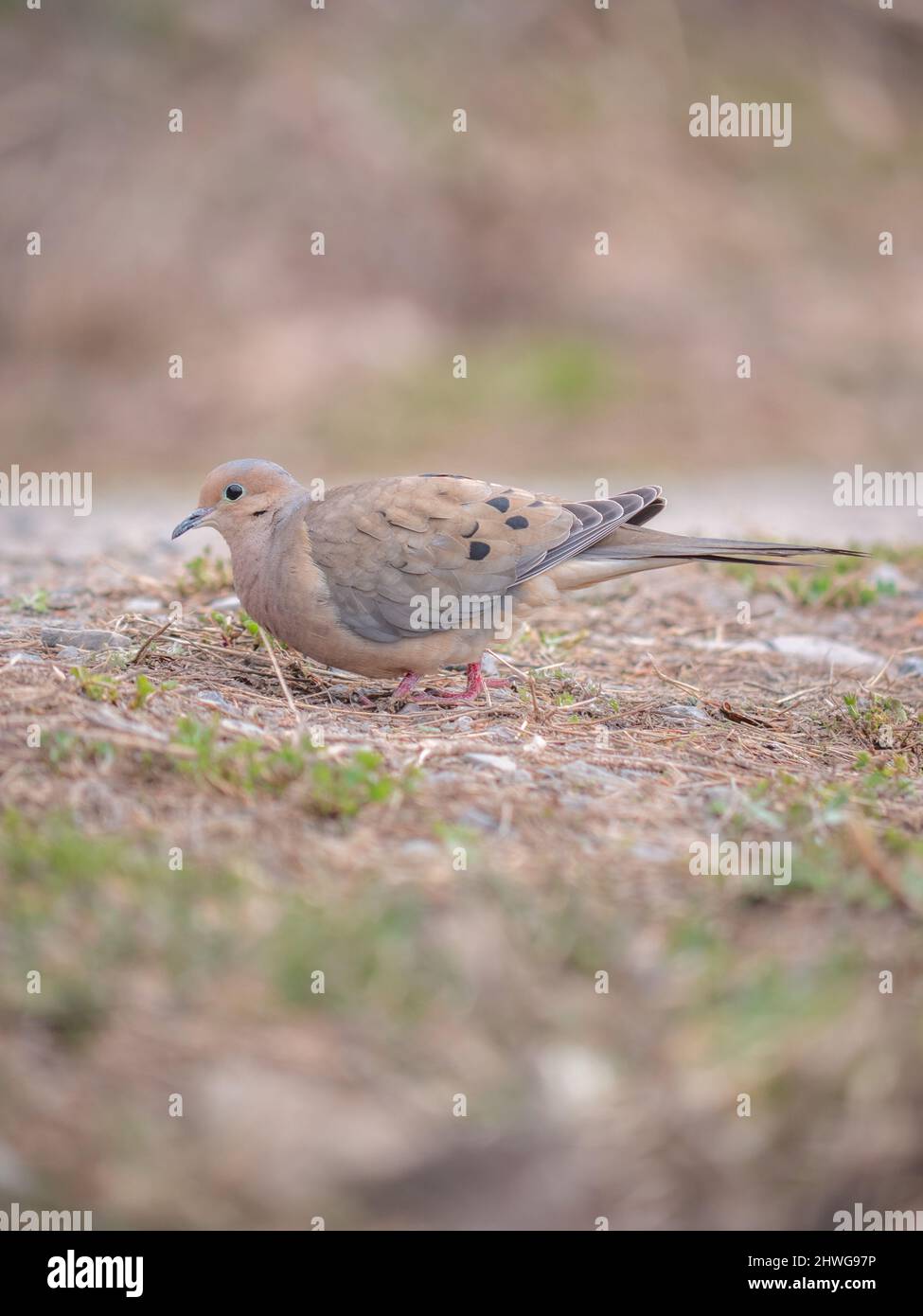 A mourning dove walking on the ground Stock Photo - Alamy